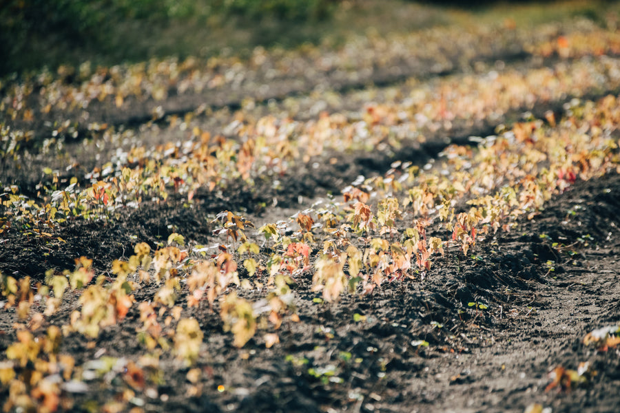 Bareroot Trees & Shrubs · Intervale Conservation Nursery