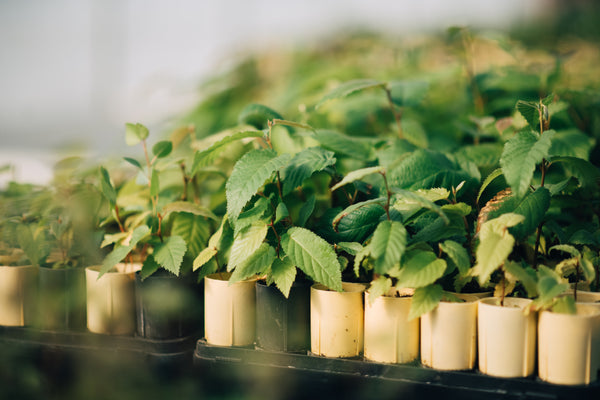 Tube Stock & Starts · Intervale Conservation Nursery