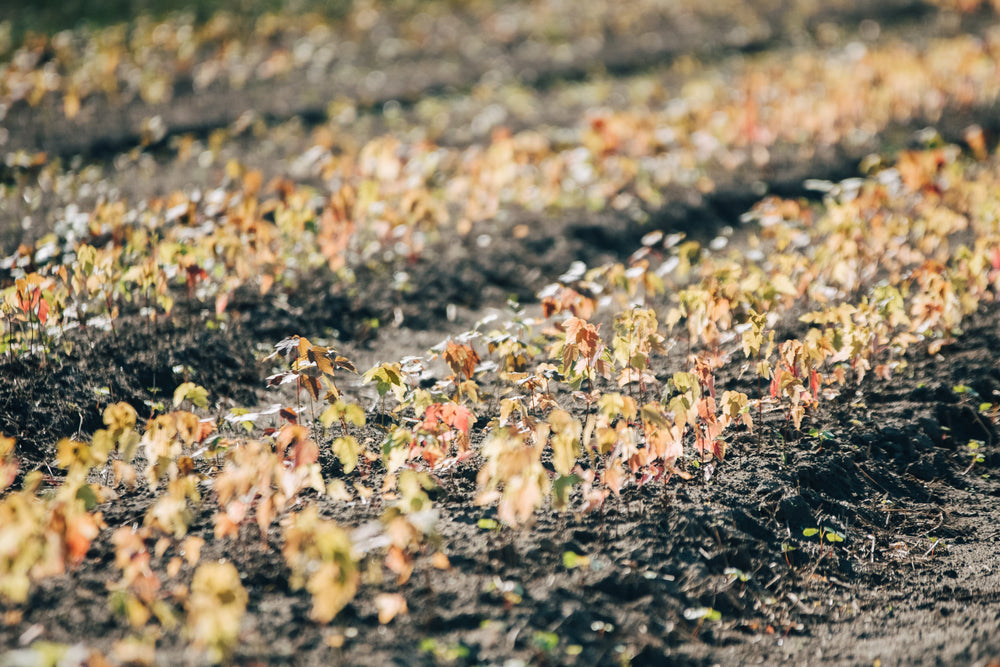 Bareroot Trees & Shrubs · Intervale Conservation Nursery